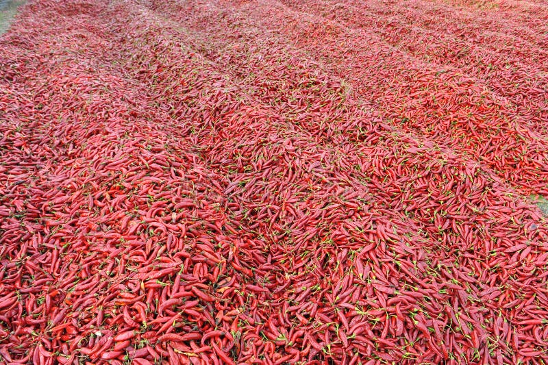 Red pepper stock photo. Image of health, flavoring, cayenne - 38529738