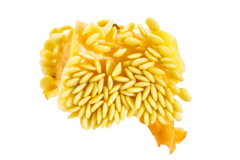 Red Pepper Core on White Background, Red Pepper Grains Stock Image ...