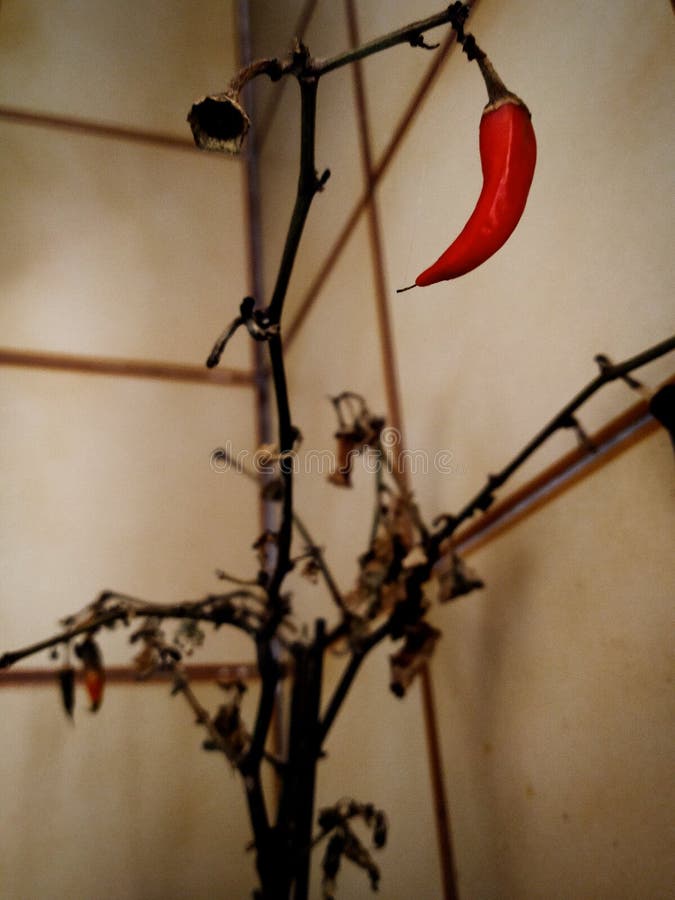 Red pepper on a dried bush stock photo. Image of wall - 210032668