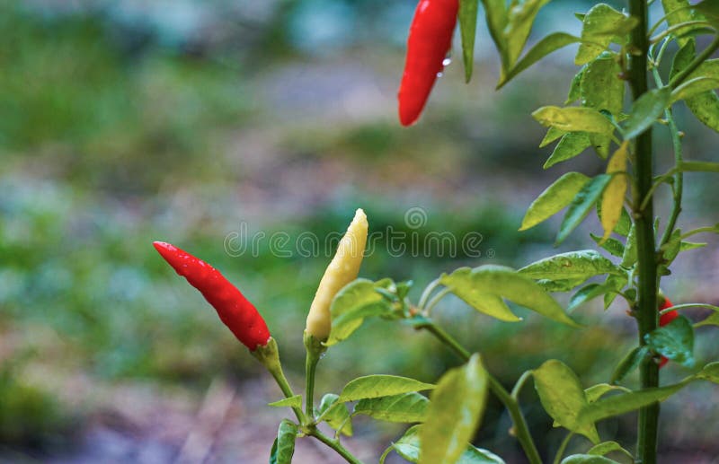 Red pepper grows stock image. Image of paprika, spice - 261866323