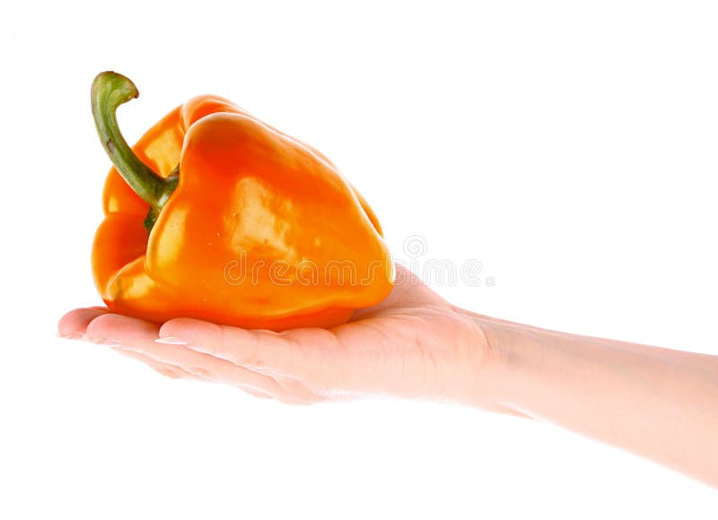 Red Pepper in Hand Isolated Stock Image - Image of agriculture ...