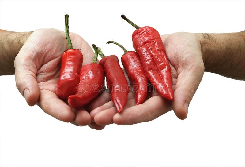 Red Pepper in a Hands Isolated Stock Photo - Image of diet, peppers ...