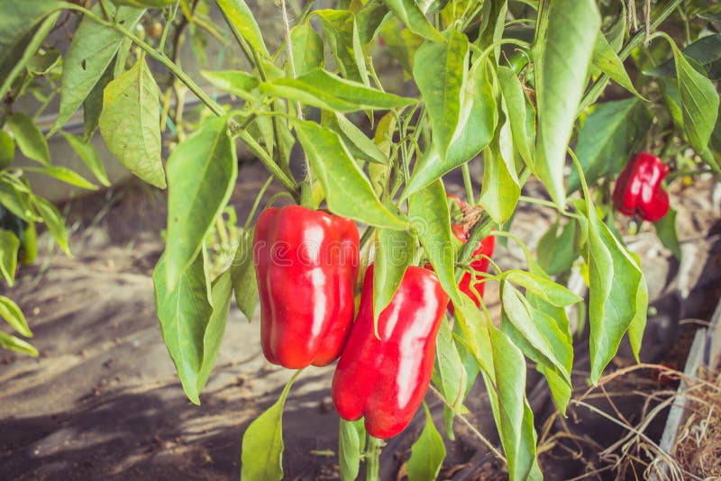 Red Pepper Harvest Ripening on the Bush. Stock Image - Image of summer ...