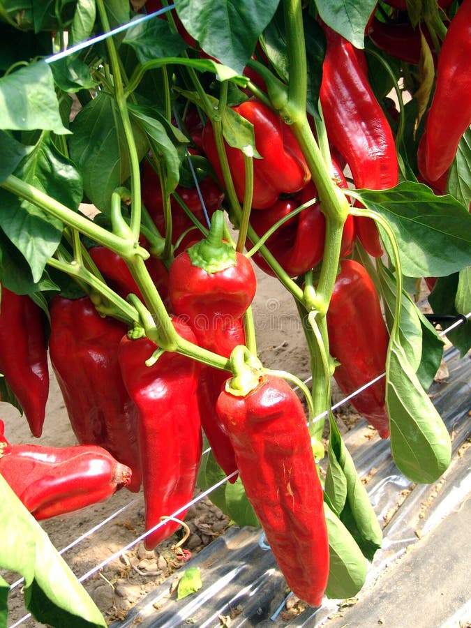 Red pepper on the plant stock photo. Image of plant, production - 17077484