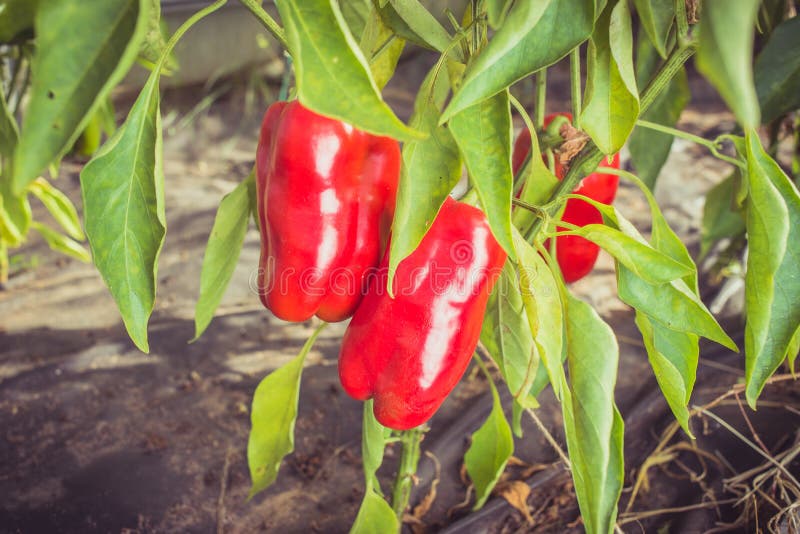 Red Pepper on a Plant. Gardening Stock Photo - Image of tasty, plant ...