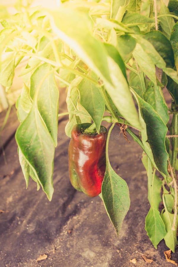 Red Pepper on a Plant. Gardening Stock Photo - Image of gardening, leaf ...