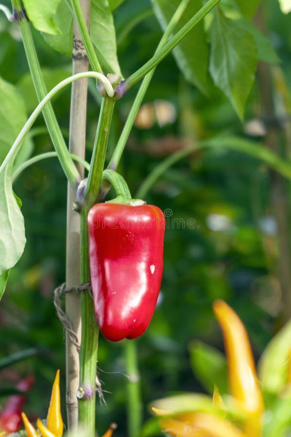 Red pepper plant stock photo. Image of capsicum, nature - 141407444