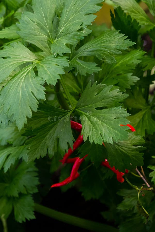 Red Pepper Plant stock image. Image of cuisine, peppers - 103981689
