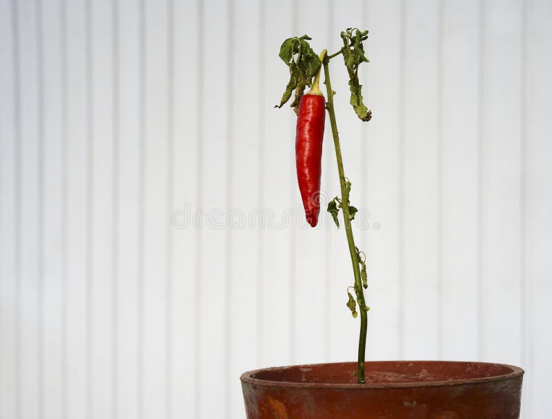 Red Pepper Pod on a Branch in a Pot Stock Image - Image of space ...