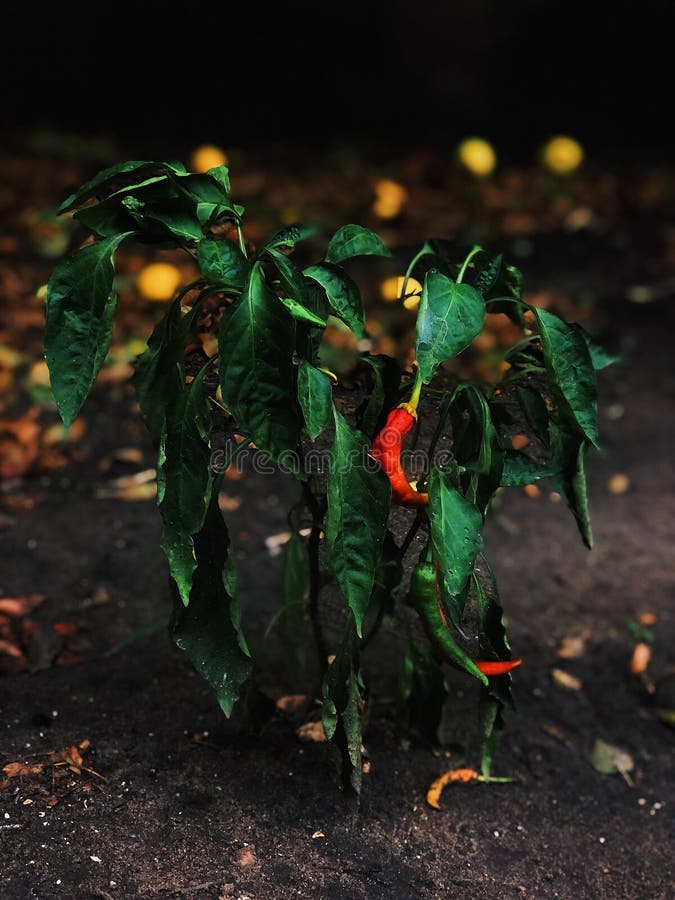 Red pepper stock photo. Image of bush, pepper, back - 197698660