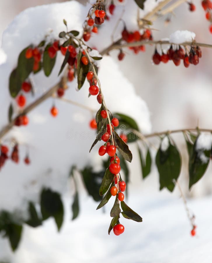 Red pepper in the snow stock image. Image of cold, snow - 105156029