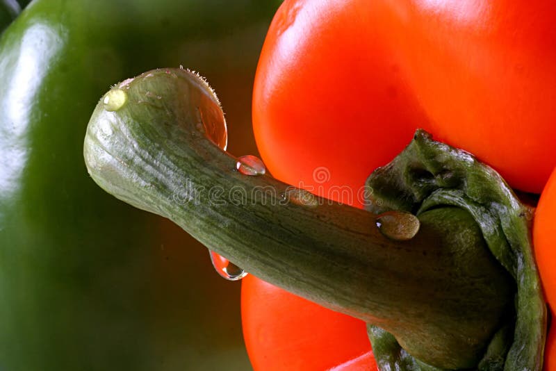 Red Pepper Stem stock photo. Image of pepper, vine, black - 230746