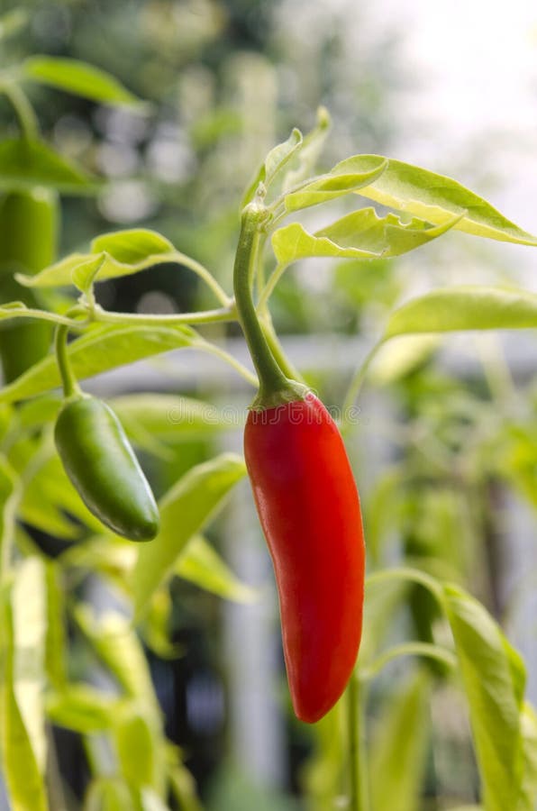 Red pepper on stem stock image. Image of plant, health - 109961297