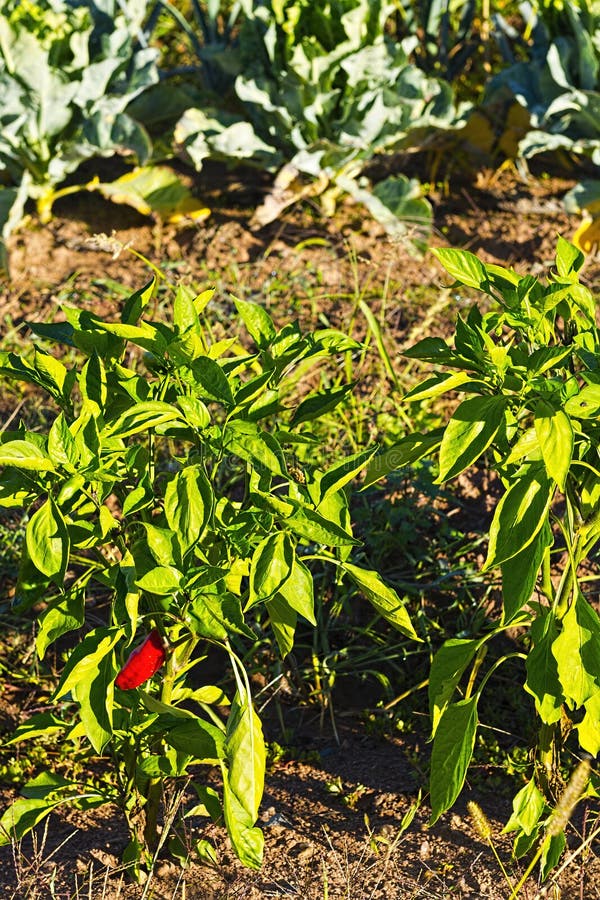 Red Pepper stock image. Image of cultivated, agriculture - 100485445