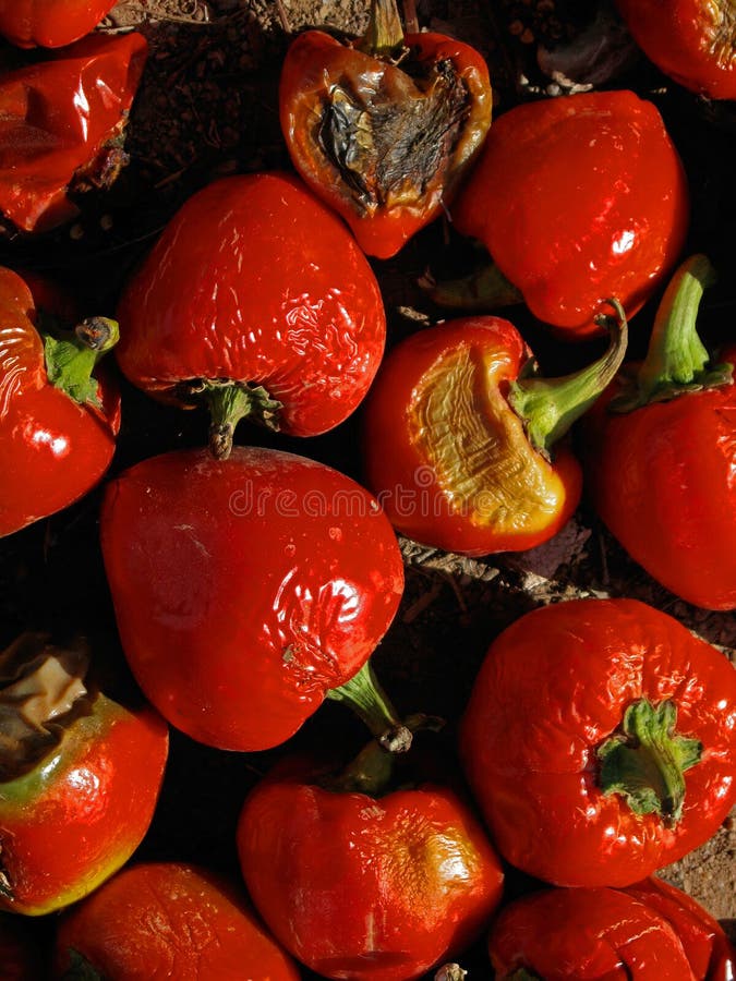 Red Peppers stock photo. Image of pepper, drying, plants - 2364166