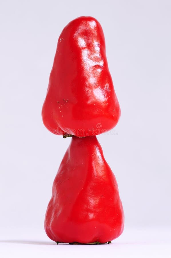 Red peppers stock photo. Image of plant, meal, fresh - 26615176