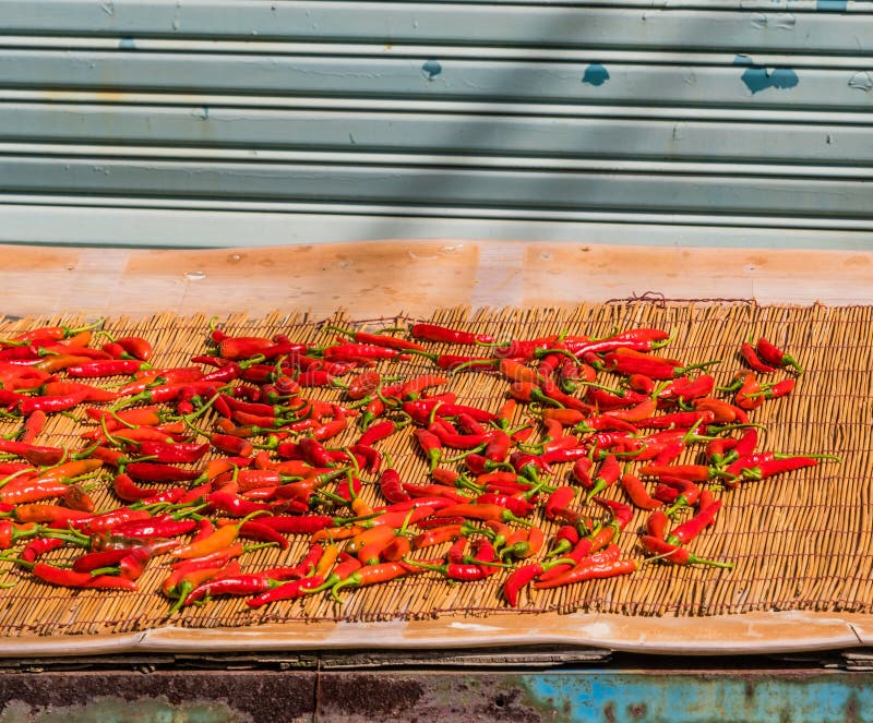 Red Peppers Drying in the Sun Stock Image - Image of korea, food: 100032815