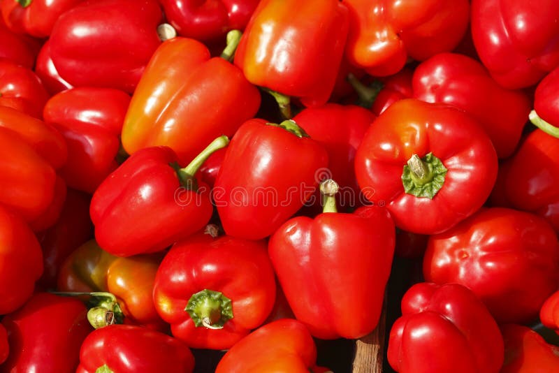 Red Peppers stock photo. Image of peppers, germany, fresh - 95670492