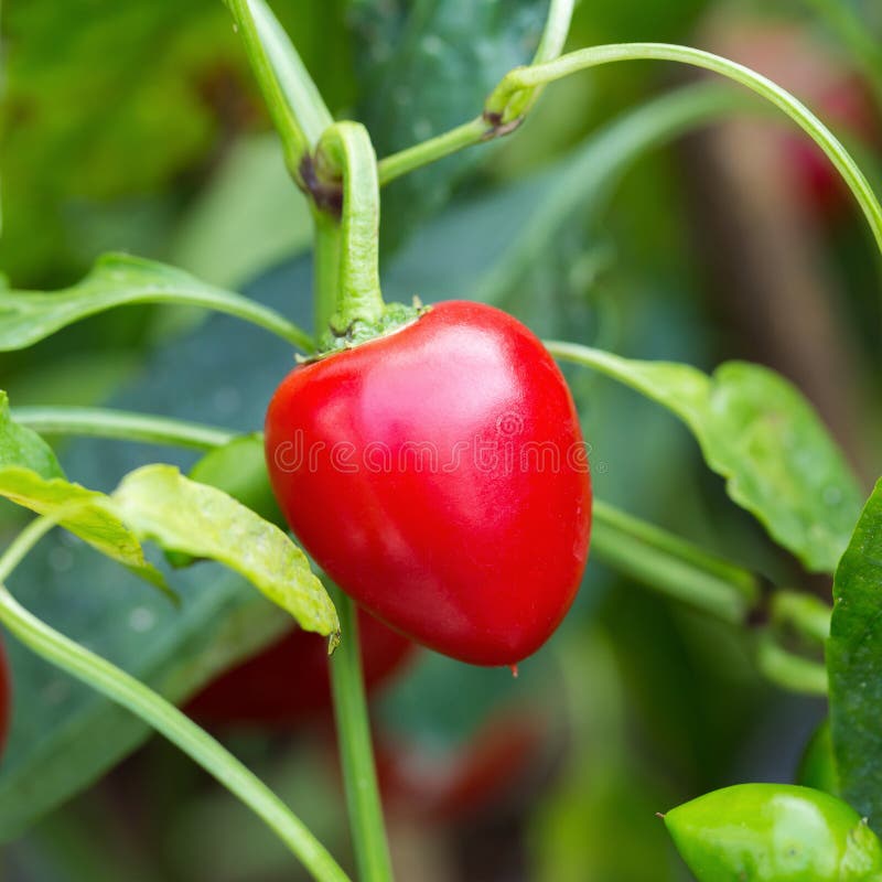 Red Peppers Growing in the Garden Stock Photo - Image of healthy, bell ...