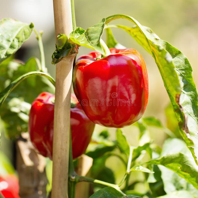 Red Peppers Growing in the Garden Stock Image - Image of nature ...