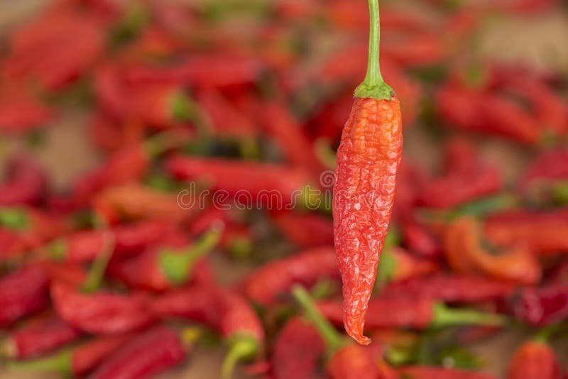 Red Peppers Intended for Drying for Use in Cooking. Spain Stock Image ...