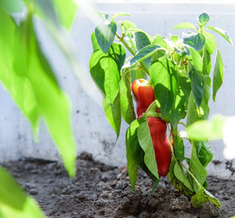 Red peppers plant stock image. Image of sweet, pepper - 85101167
