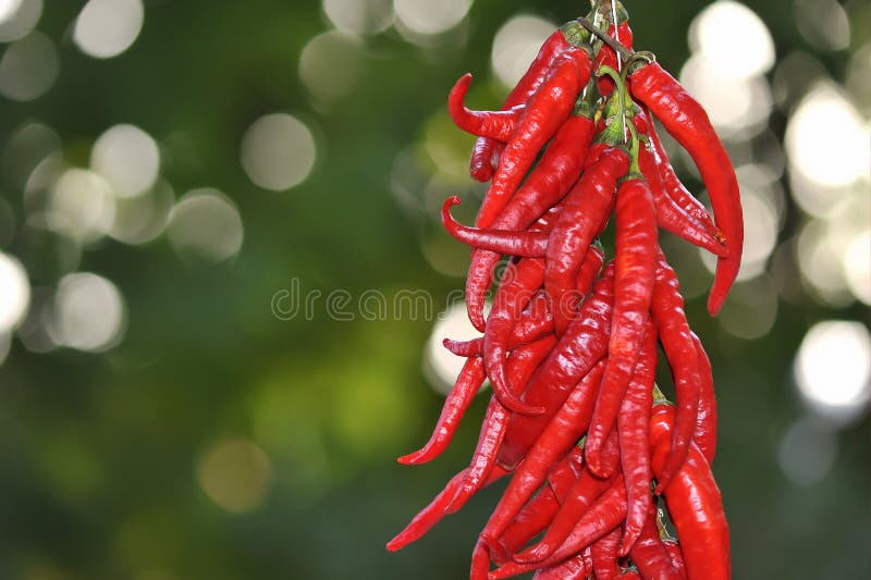 Red Peppers Strung on a String in a Drying Chain Stock Photo - Image of ...