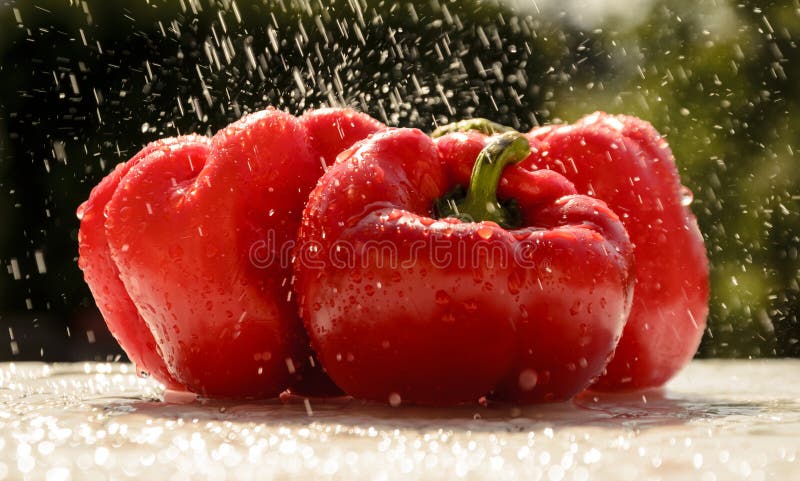 Red Peppers in the Summer Rain Stock Image - Image of agriculture ...