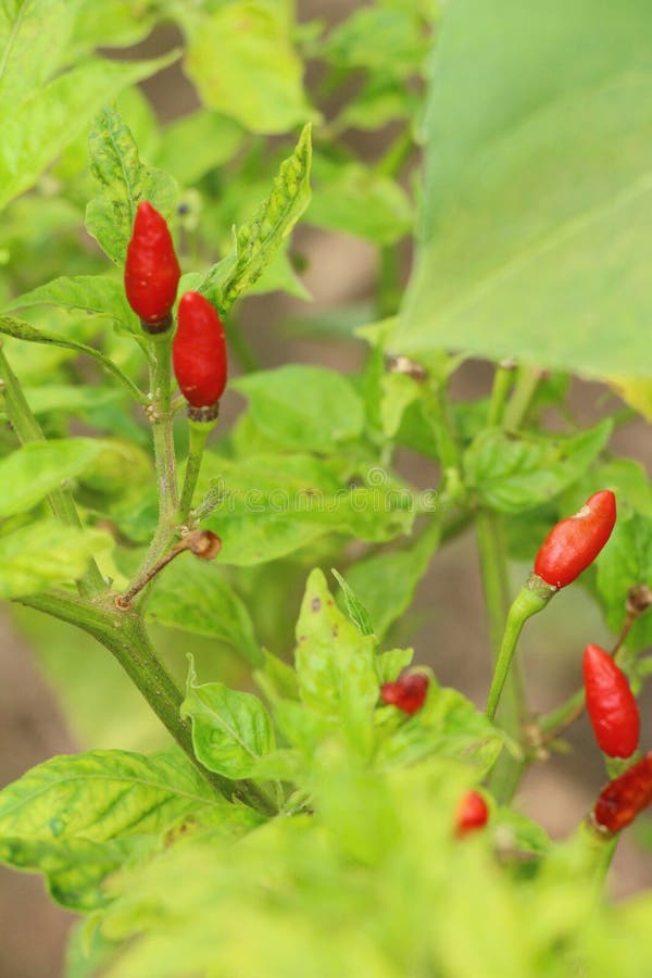 The Red Peppers on the Tree Stock Photo - Image of ripe, fruit: 102255164
