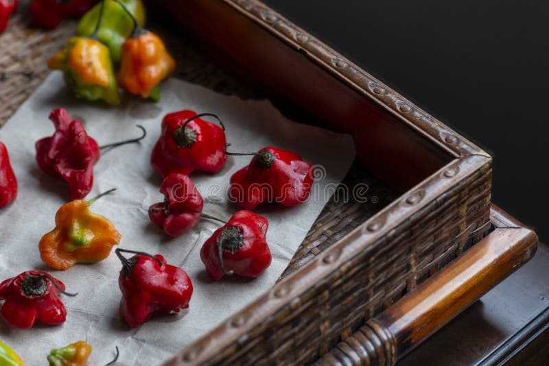 Red peppers stock photo. Image of vintage, cook, home - 205763182