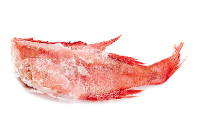Red perch stock image. Image of perch, ingredients, tasty - 6123931