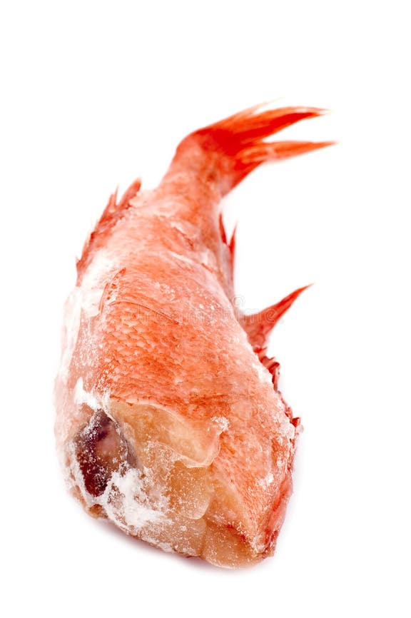Red perch macro stock photo. Image of fishing, tasty, perch - 6123924