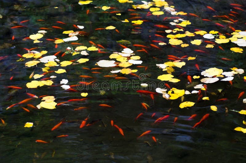 Red perch stock image. Image of perch, yellow, marine - 37275007