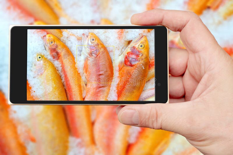 Red Perch on Smartphone Screen. Fish on Ice Stock Image - Image of ...