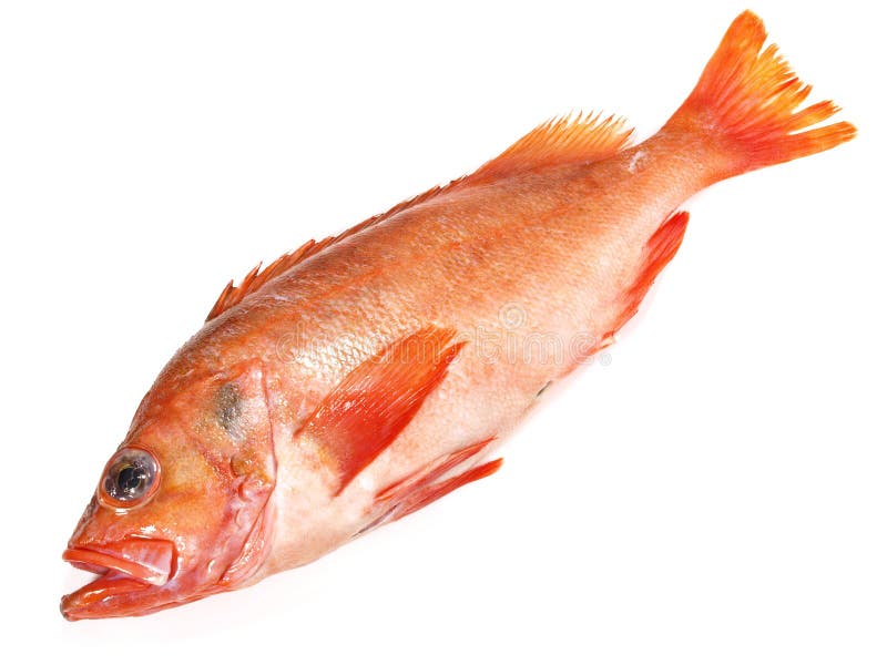 Red Perch on White stock photo. Image of macro, protein - 146899510