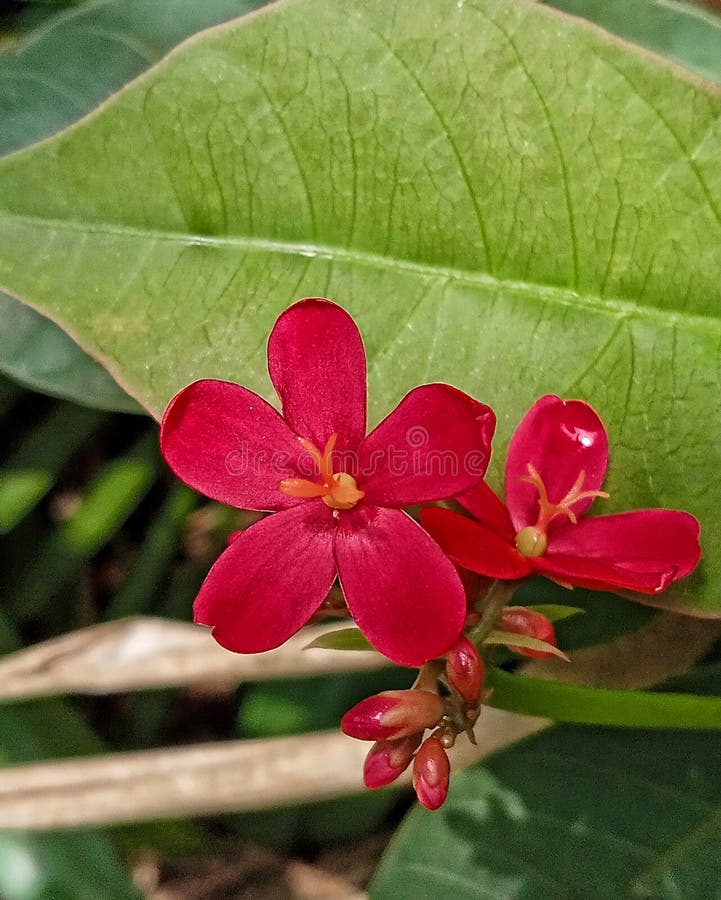 Red Peregrina Flower or Jathropa Spicy Stock Photo - Image of branch ...