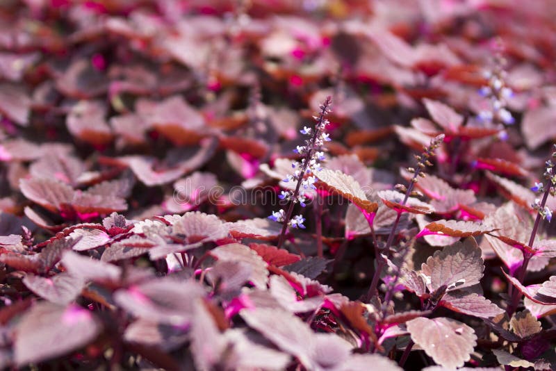 Red perilla flower stock image. Image of vietnamese, fragrance - 29613905