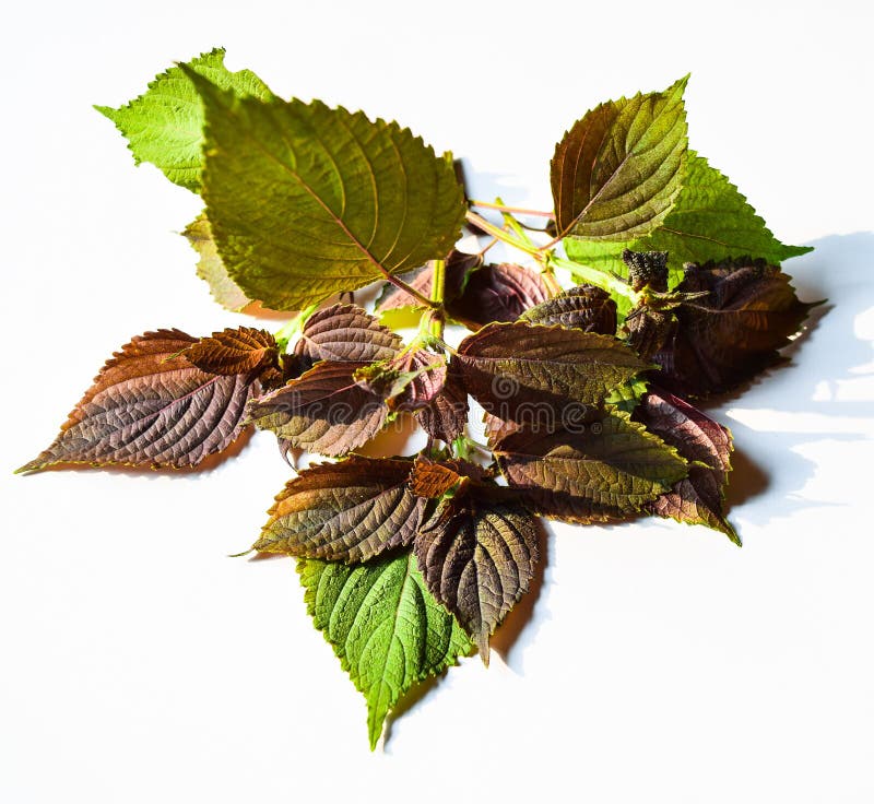 Red Perilla Mint Isolated on White Background Stock Image - Image of ...