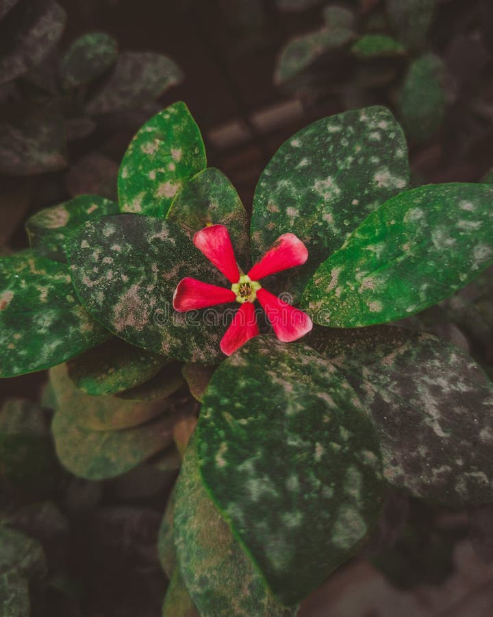 A Red Periwinkle with Greenery Stock Image - Image of shrub, food ...
