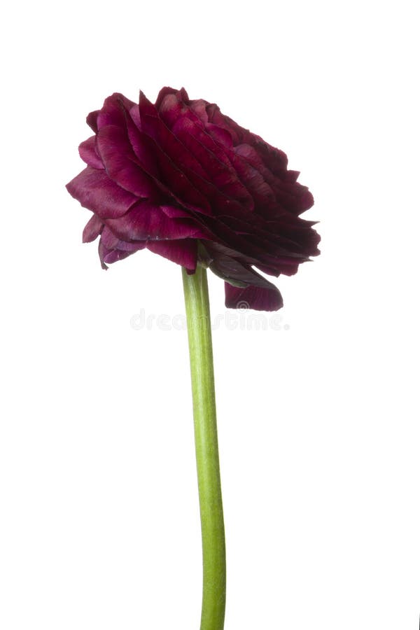 Red Persian Buttercup Flower Stock Photo - Image of background, persian ...