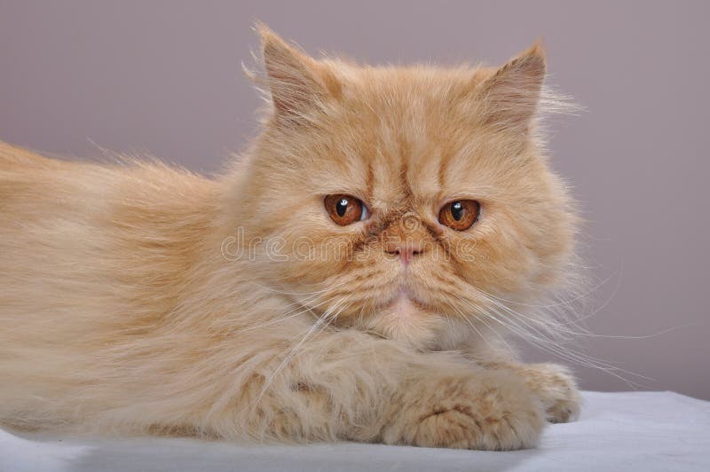 Red Persian cat stock photo. Image of mammal, beautiful - 28381890