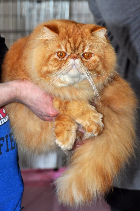 Red persian cat stock photo. Image of furry, lion, tabbed - 39513312
