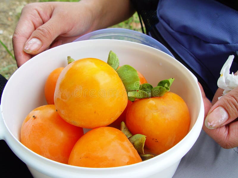 Red Persimmon in a box stock photo. Image of autumn, hand - 12602396