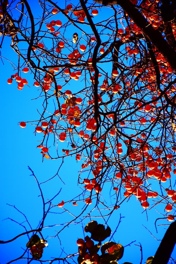 Red persimmons in autumn stock photo. Image of tree - 195225812