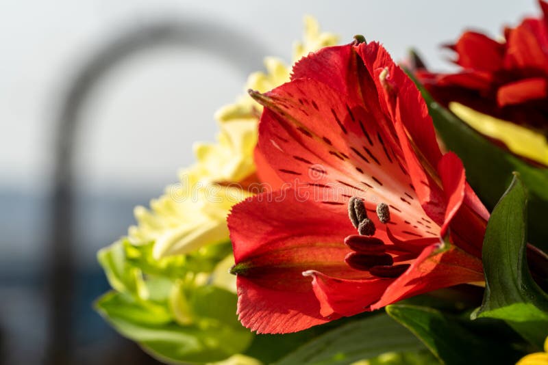 Red Peruvian Inca Lilies in Bloom Stock Image - Image of plants, south ...