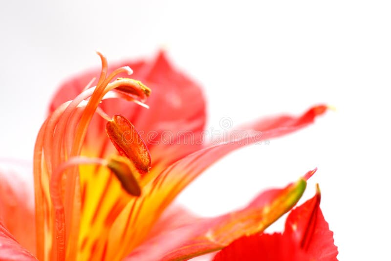 Red Peruvian Lily Picture. Image: 5467883