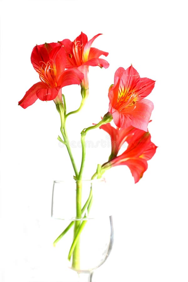Red Peruvian Lily Picture. Image: 5467903
