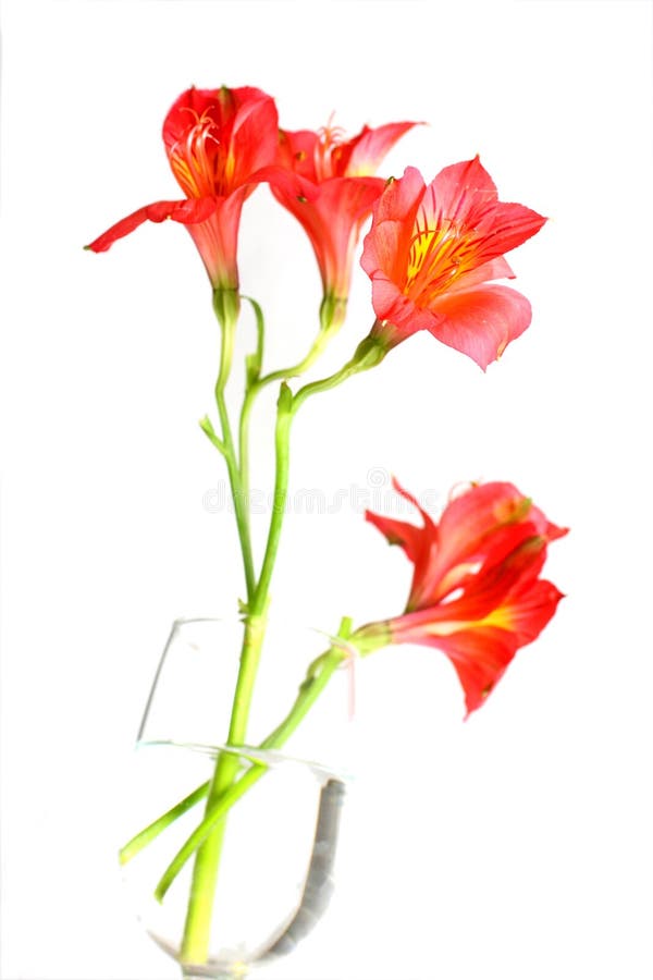 Red Peruvian Lily stock image. Image of florist, natural - 5467987