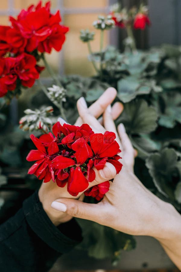 Red Petaled Flower in between Two Person Hands Stock Image - Image of ...