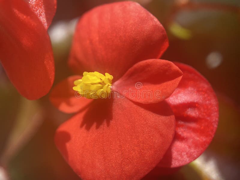 Red Wax Begonia Flower stock photo. Image of texture - 181637846